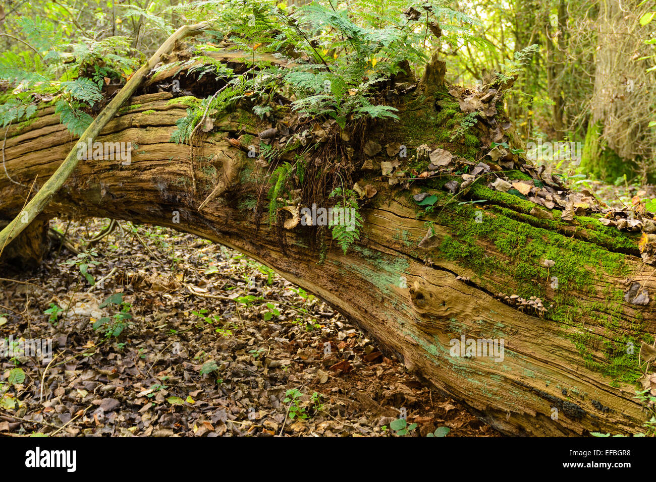 A fallen decaying tree showing signs of new life starting again Stock ...