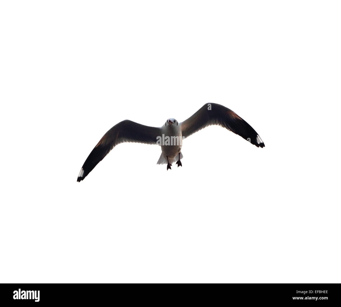 Seagull on background beautiful Cut Out Stock Images & Pictures - Alamy
