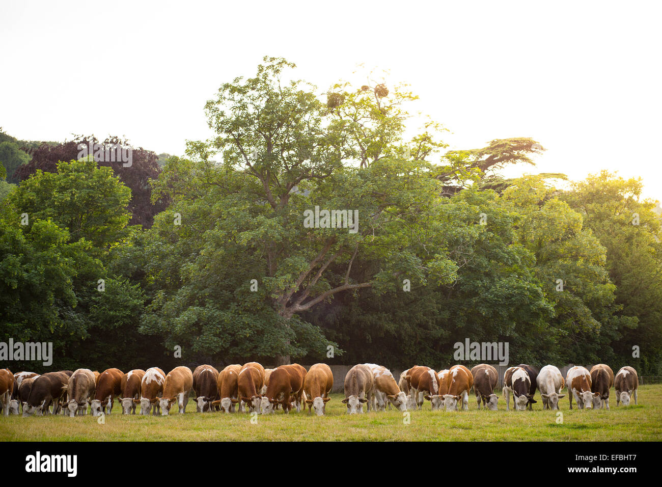 English cattle grazing meadow hi-res stock photography and images - Alamy