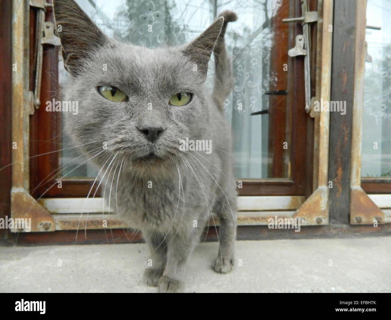 Domestic cat on the ledge of the window views the world Stock Photo - Alamy