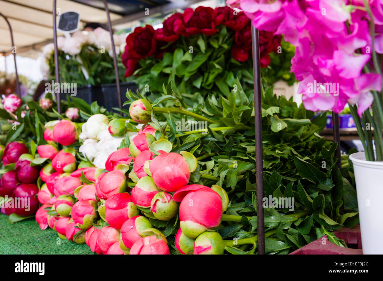 Fresh red and pink flowers in French market in Paris France Stock Photo ...