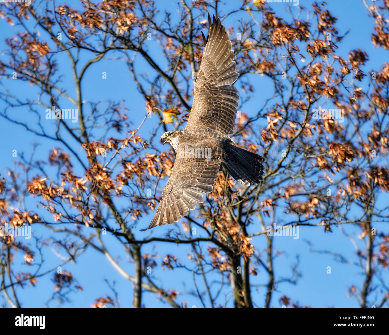 Peregrine falcon (Falco peregrinus) flying Stock Photo - Alamy
