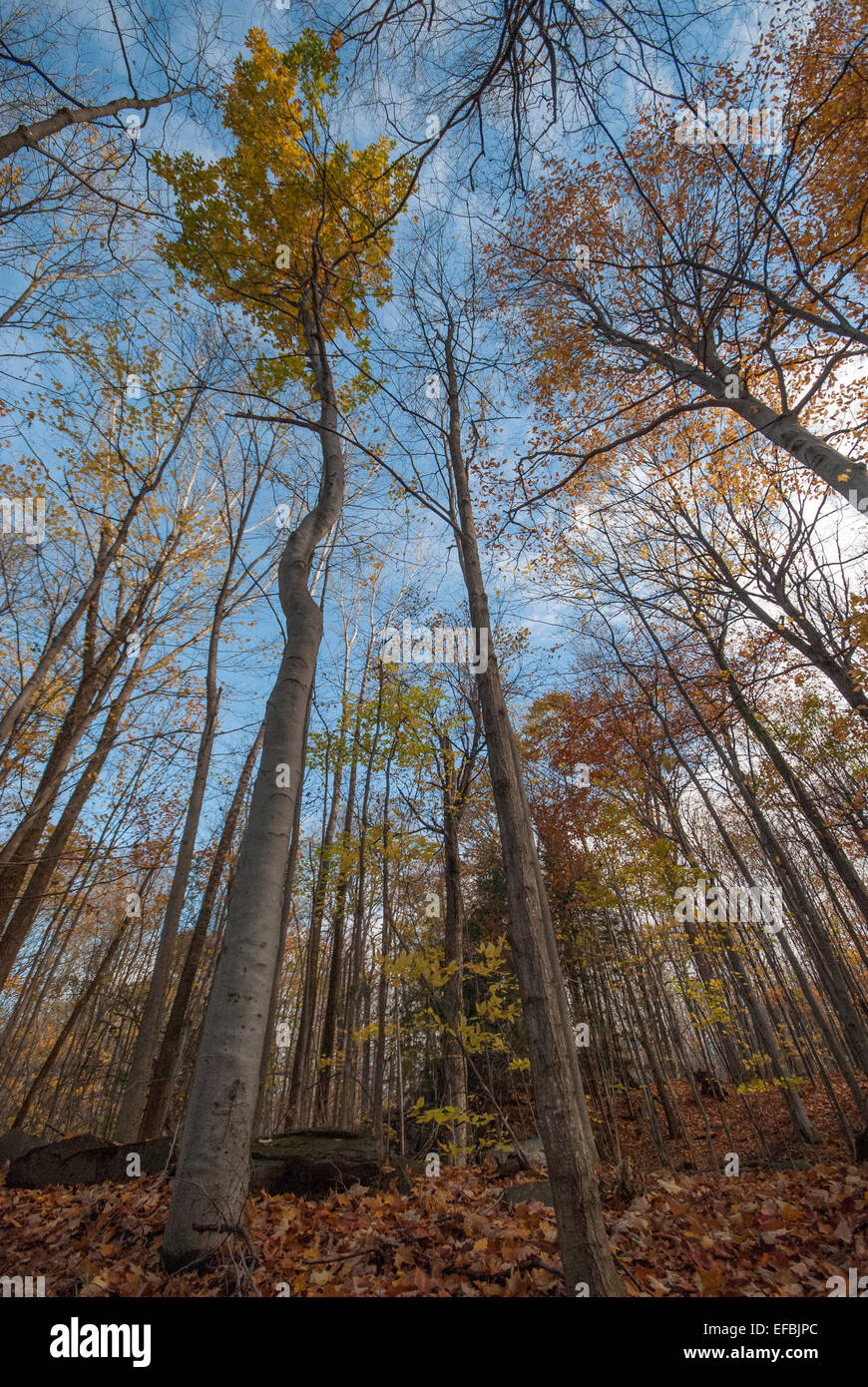 Trees in Autumn Stock Photo - Alamy