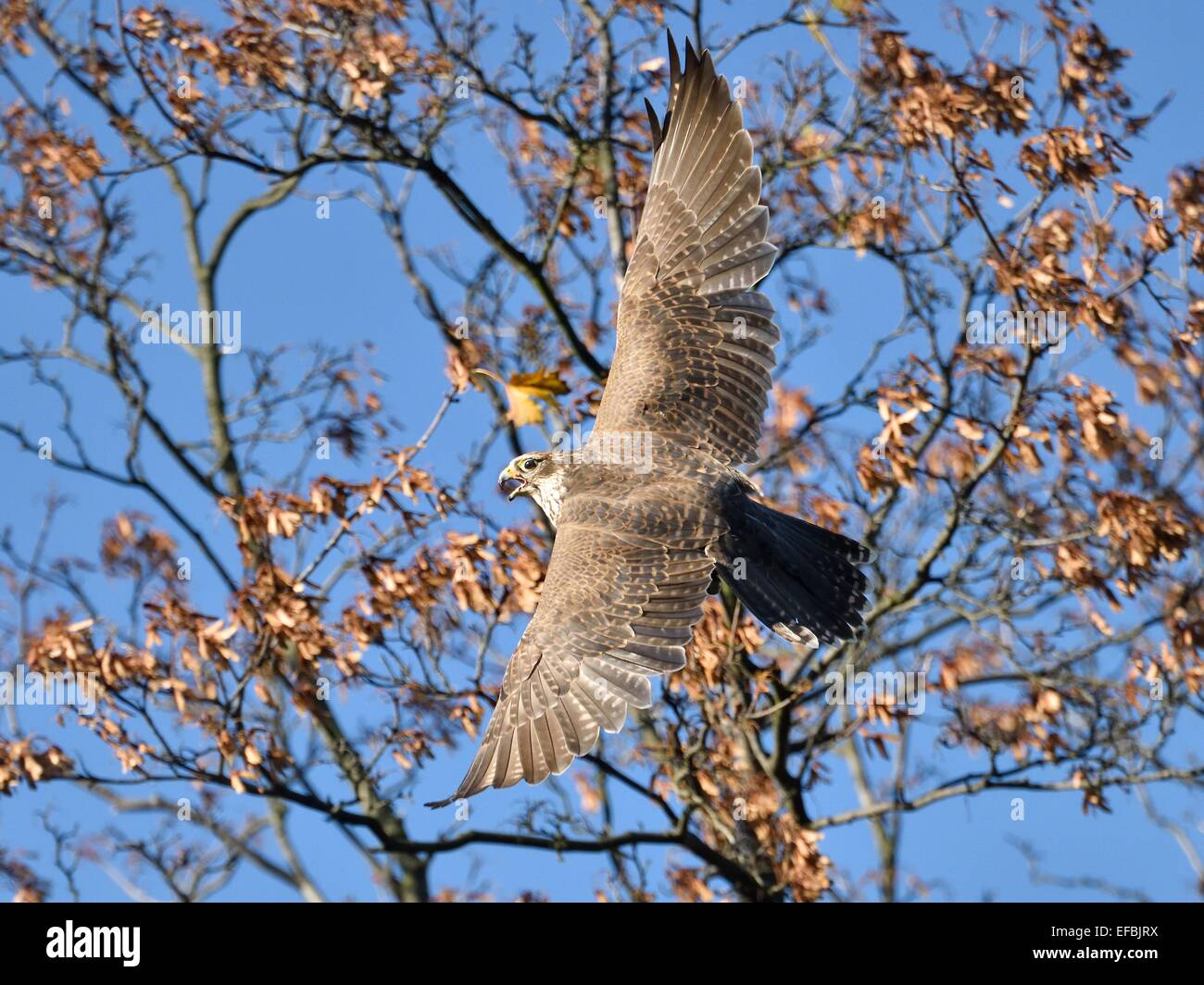 Peregrine falcon (Falco peregrinus) flying Stock Photo - Alamy