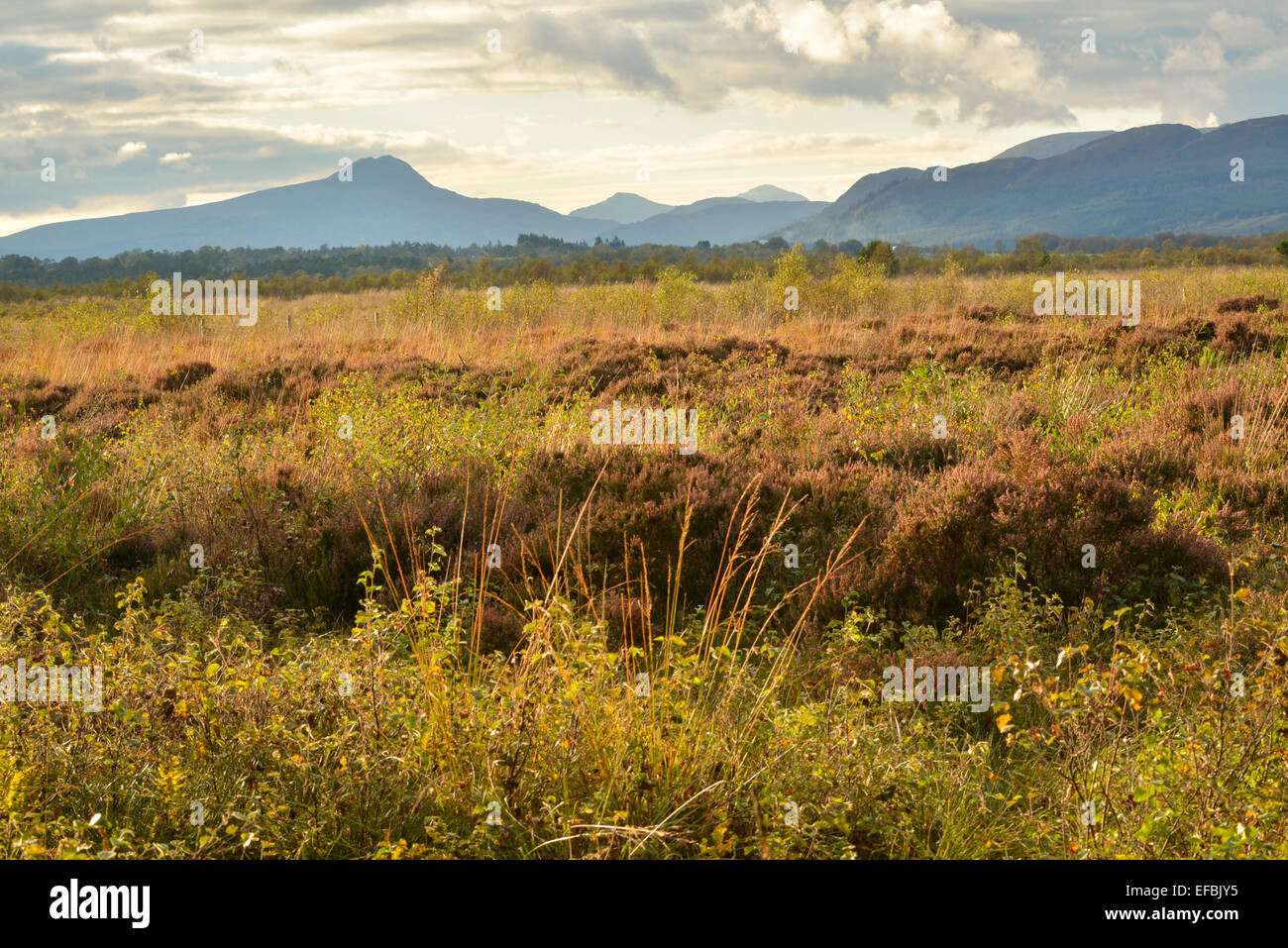 Flanders moss stirling hi-res stock photography and images - Alamy