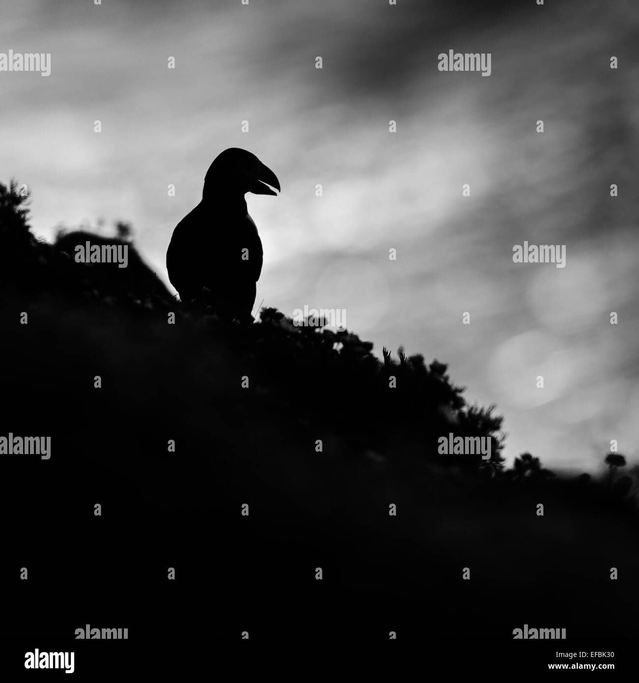 Puffin head Black and White Stock Photos & Images - Alamy