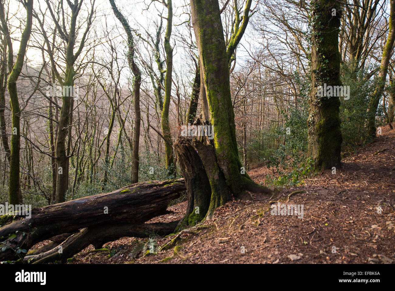 Storm damage in the Wenallt Woods in Cardiff Stock Photo - Alamy