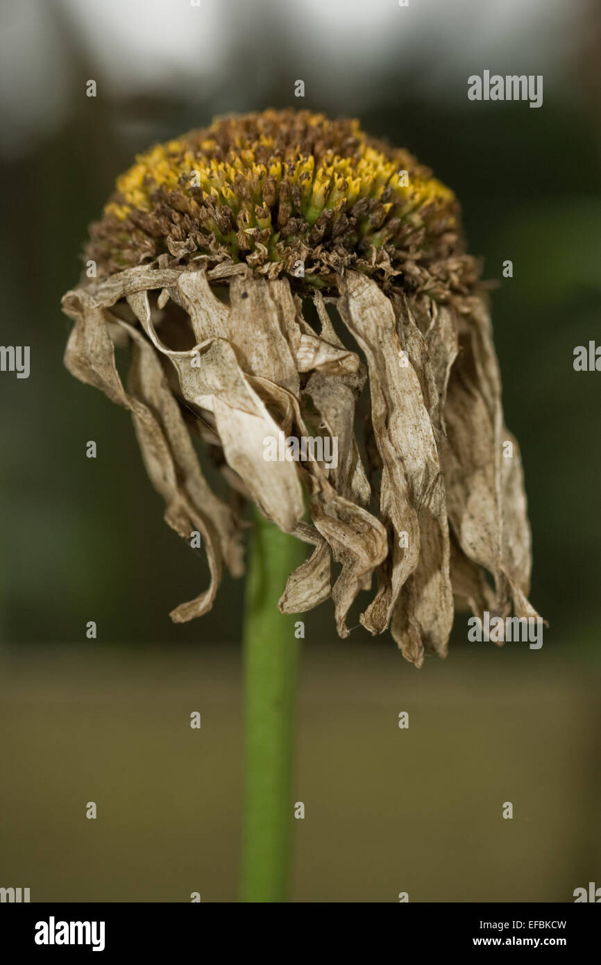daisy past its best, withered and dying Stock Photo - Alamy