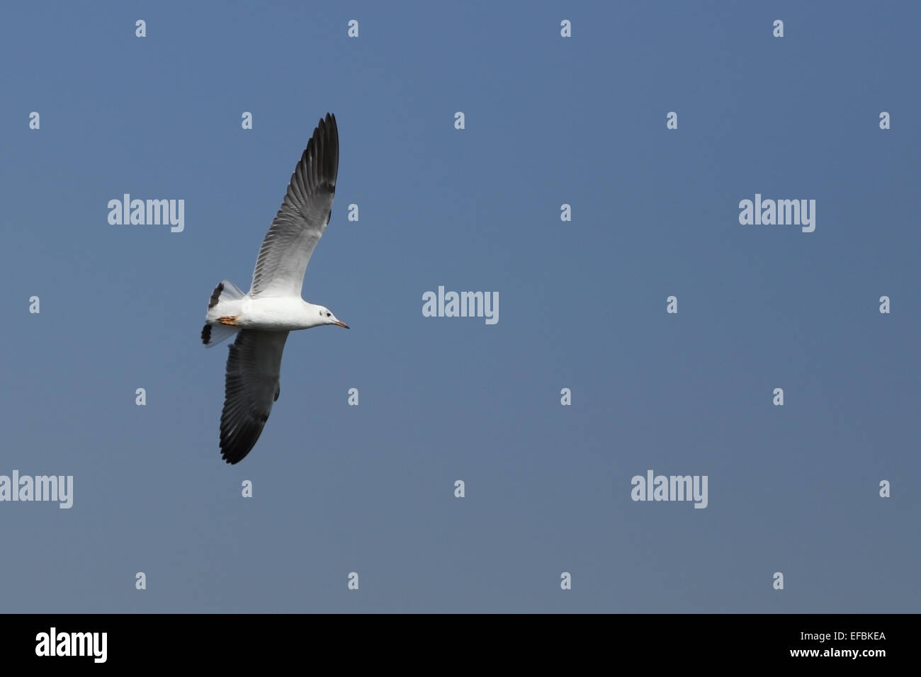 Seagull flying under the sky at Bang Pu beach, Thailand Stock Photo - Alamy