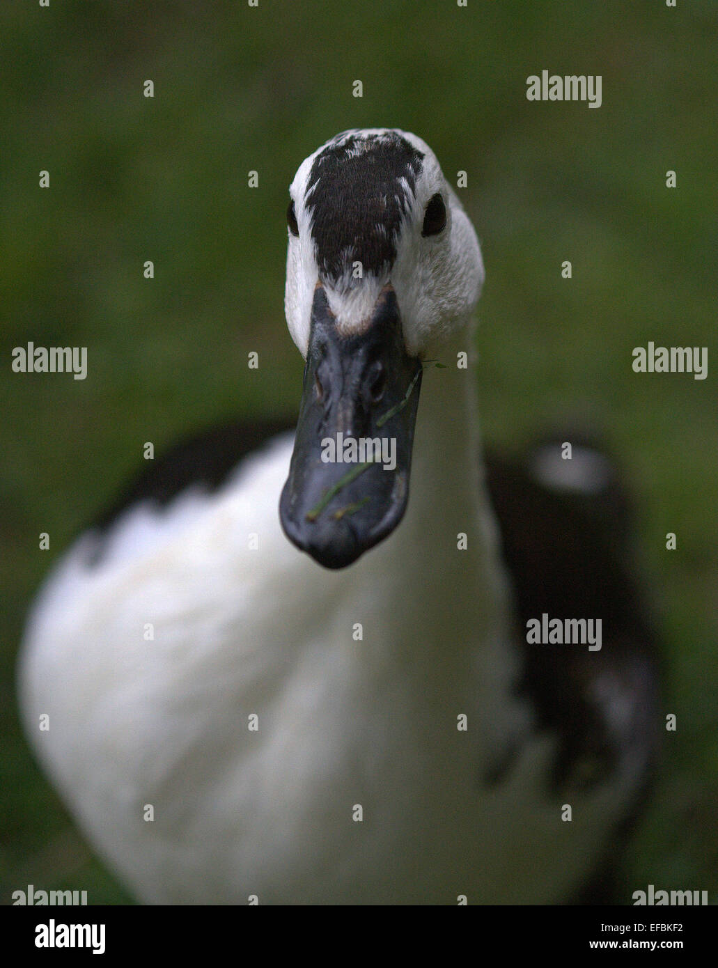 black and white duck looking at camera with blurred body. Head in focus ...