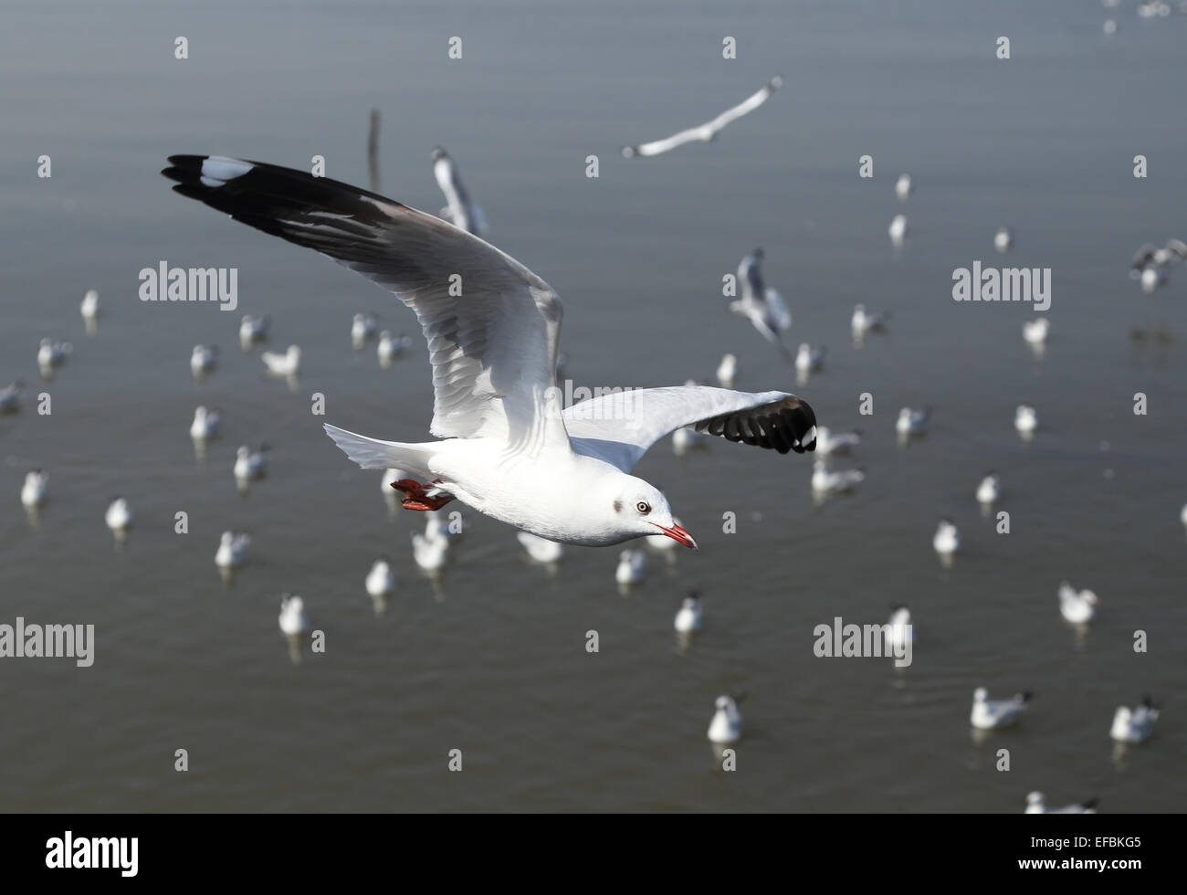 Seagull flying at Bang Pu beach, Thailand Stock Photo - Alamy