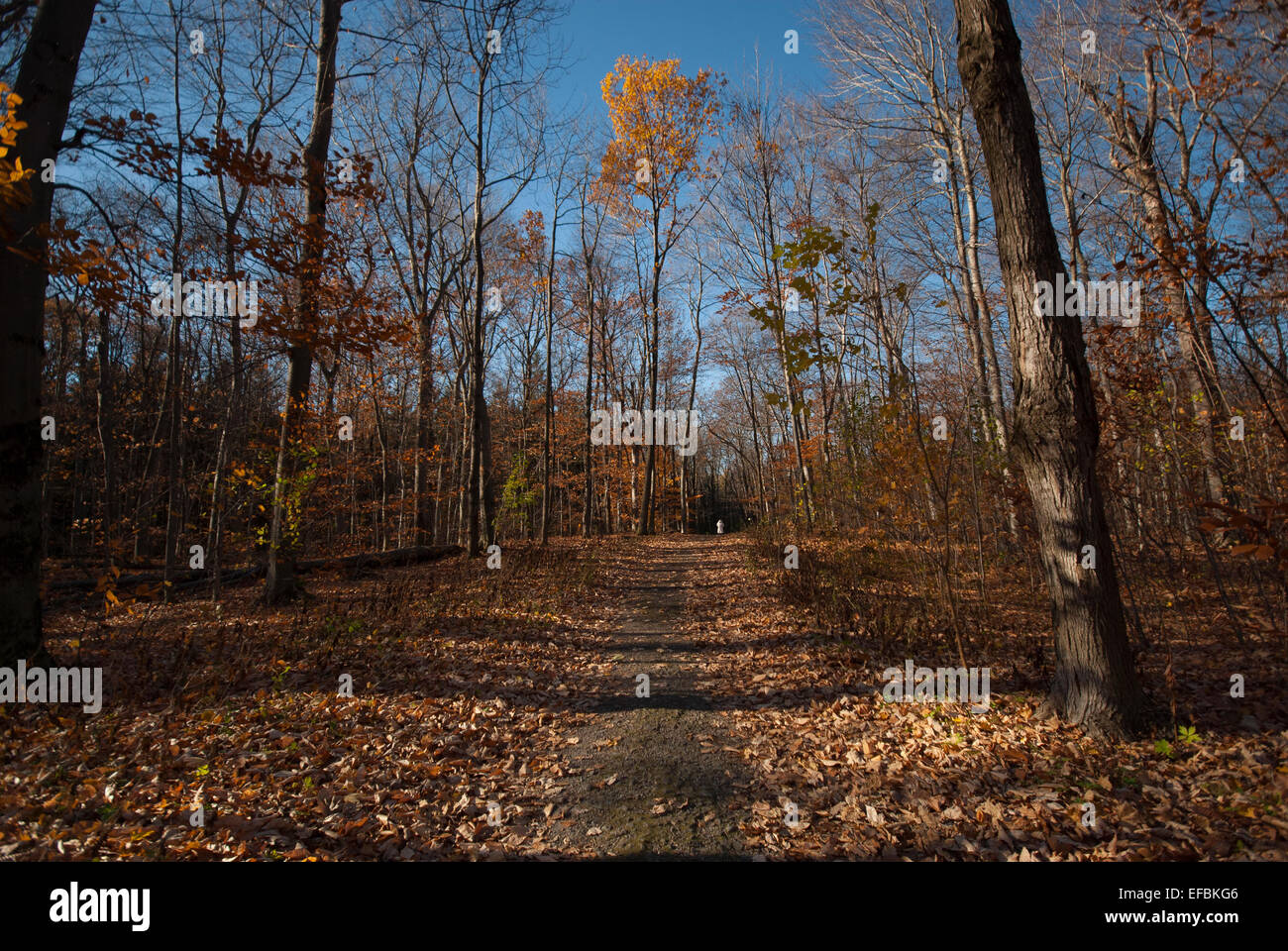 Woods in the fall Stock Photo - Alamy