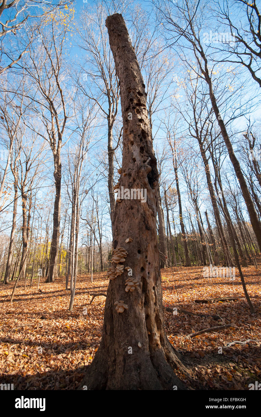 Dead tree in sunny hi-res stock photography and images - Alamy