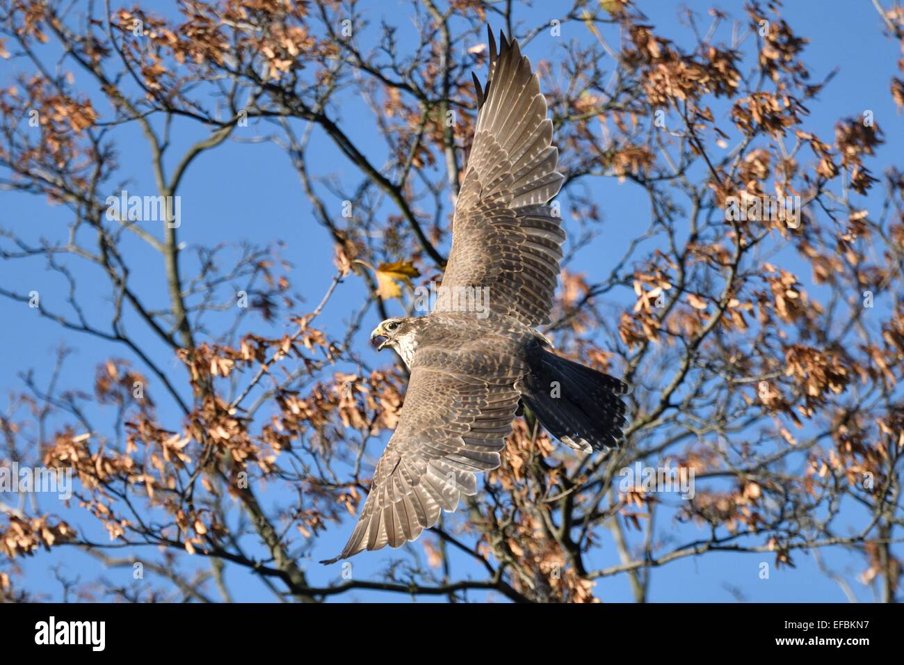 Peregrine falcon (Falco peregrinus) flying Stock Photo - Alamy