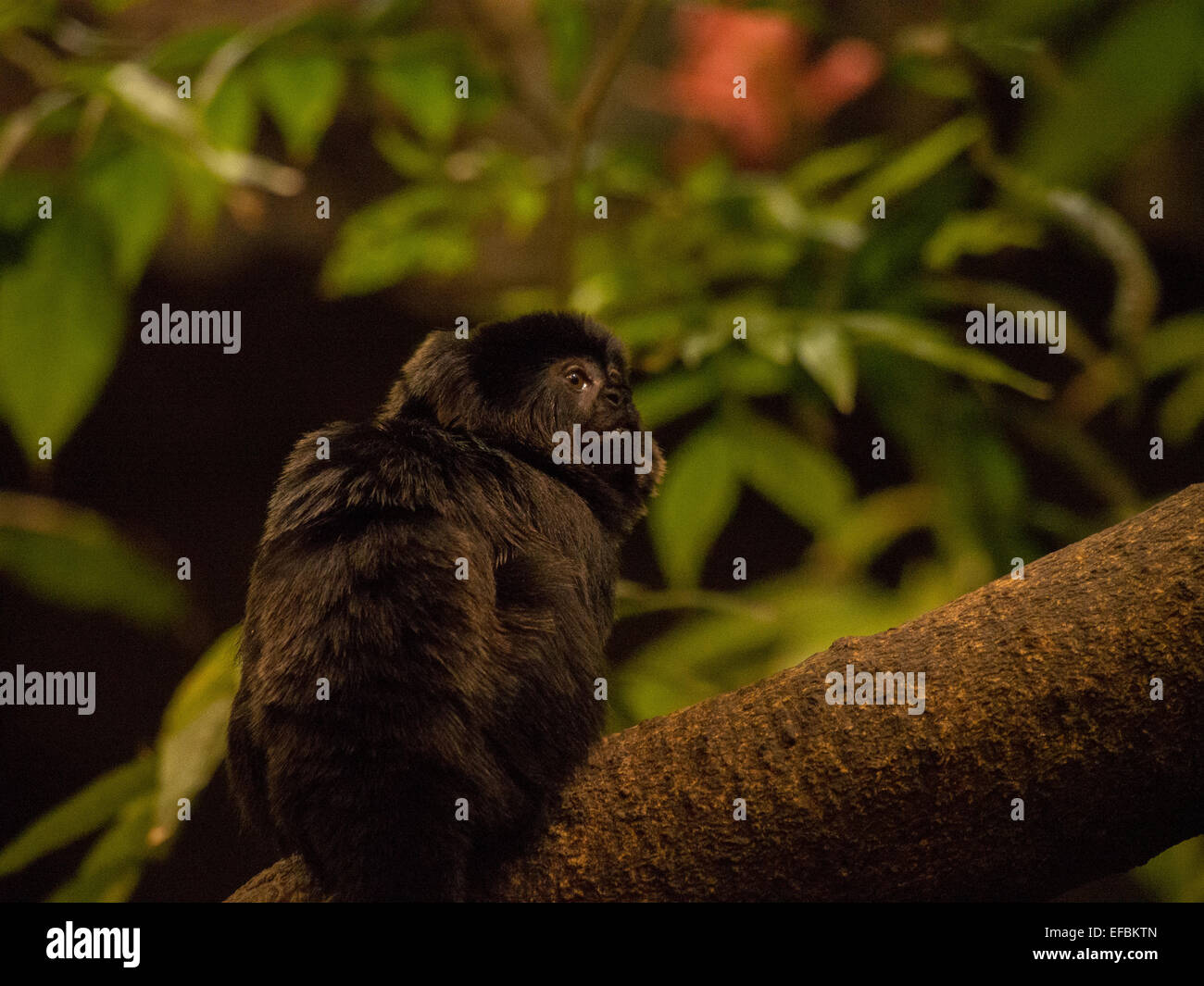 Callimico goeldi de goeldi goeldi hi-res stock photography and images ...