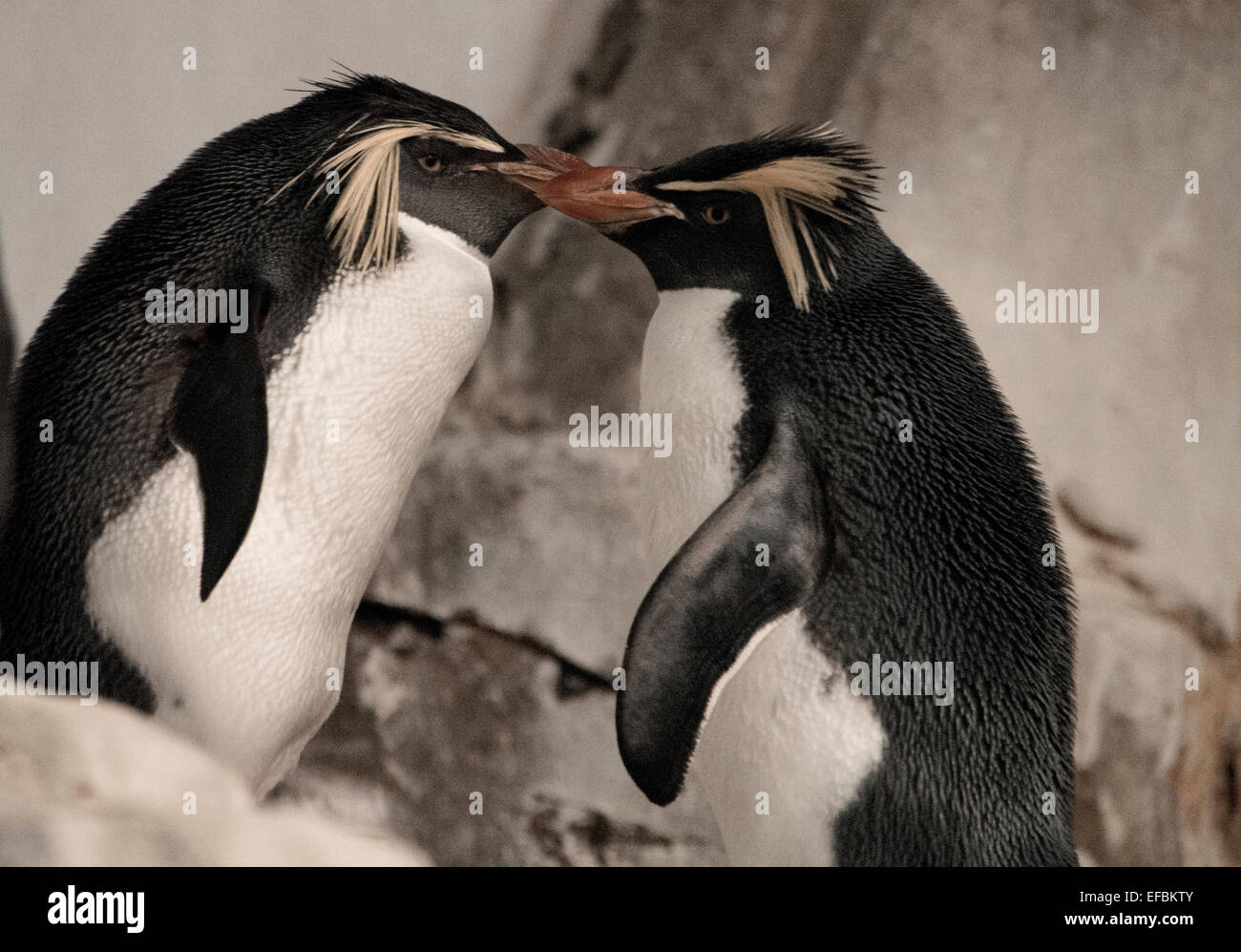 Northern Rockhopper penguin Stock Photo - Alamy