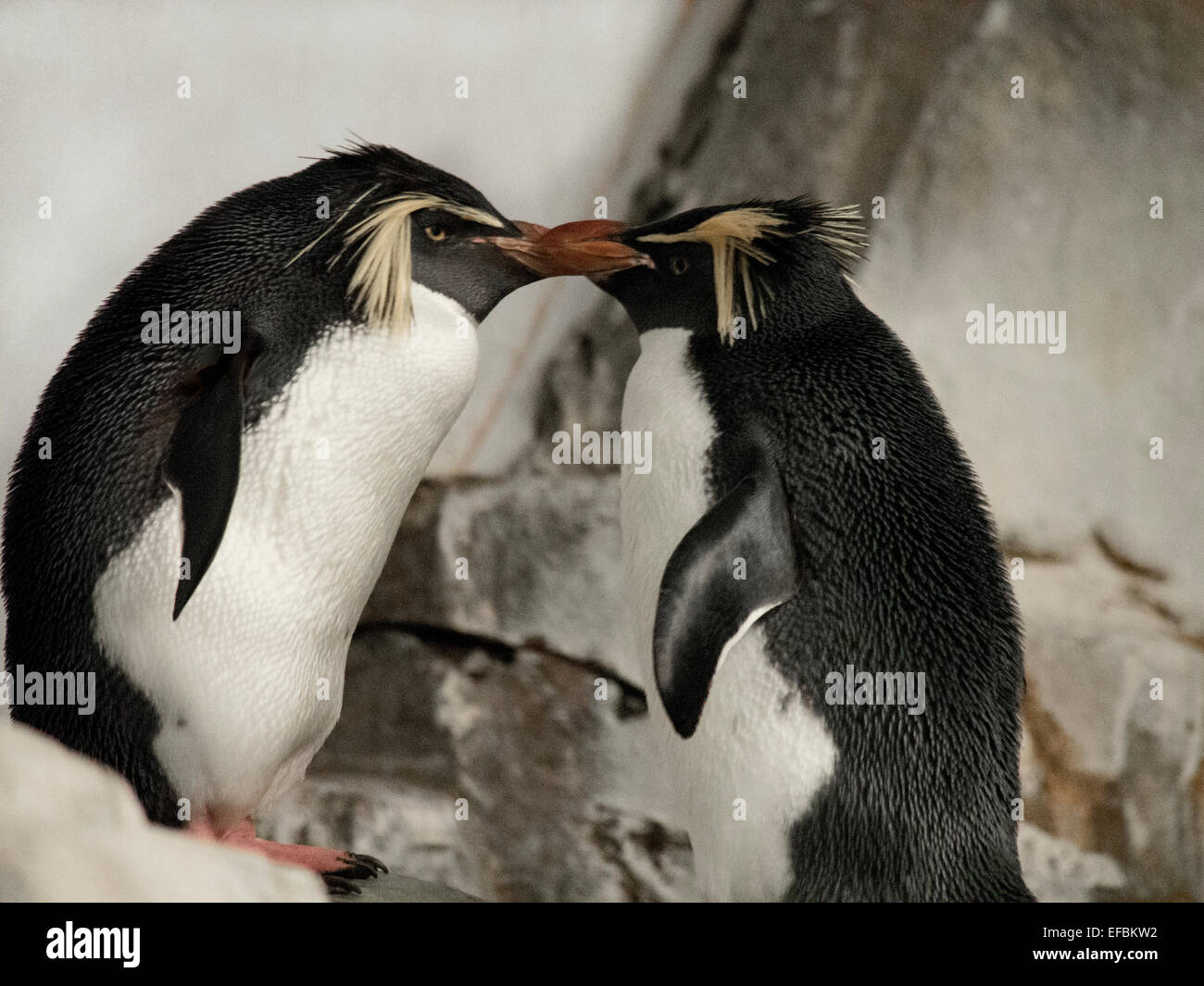 Northern Rockhopper penguin Stock Photo - Alamy