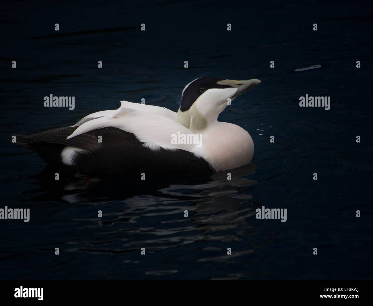 Common eider Duck Stock Photo - Alamy