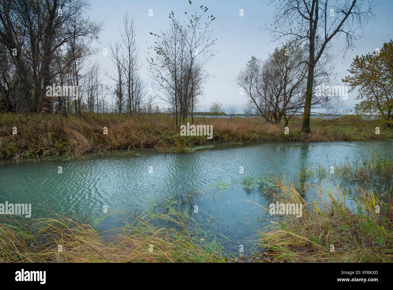 Marsh in autumn Stock Photo - Alamy
