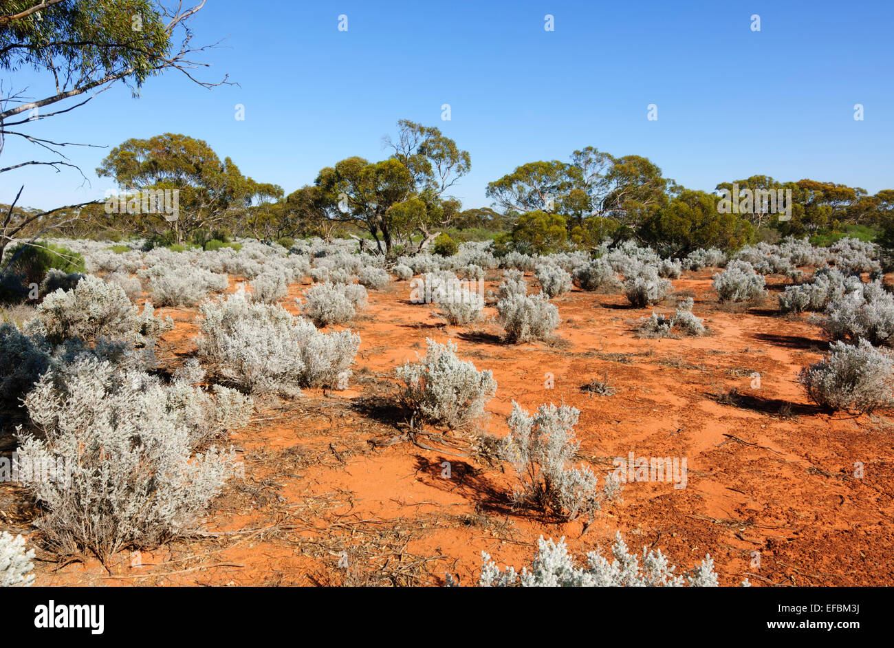Blue desert mallee hi-res stock photography and images - Alamy