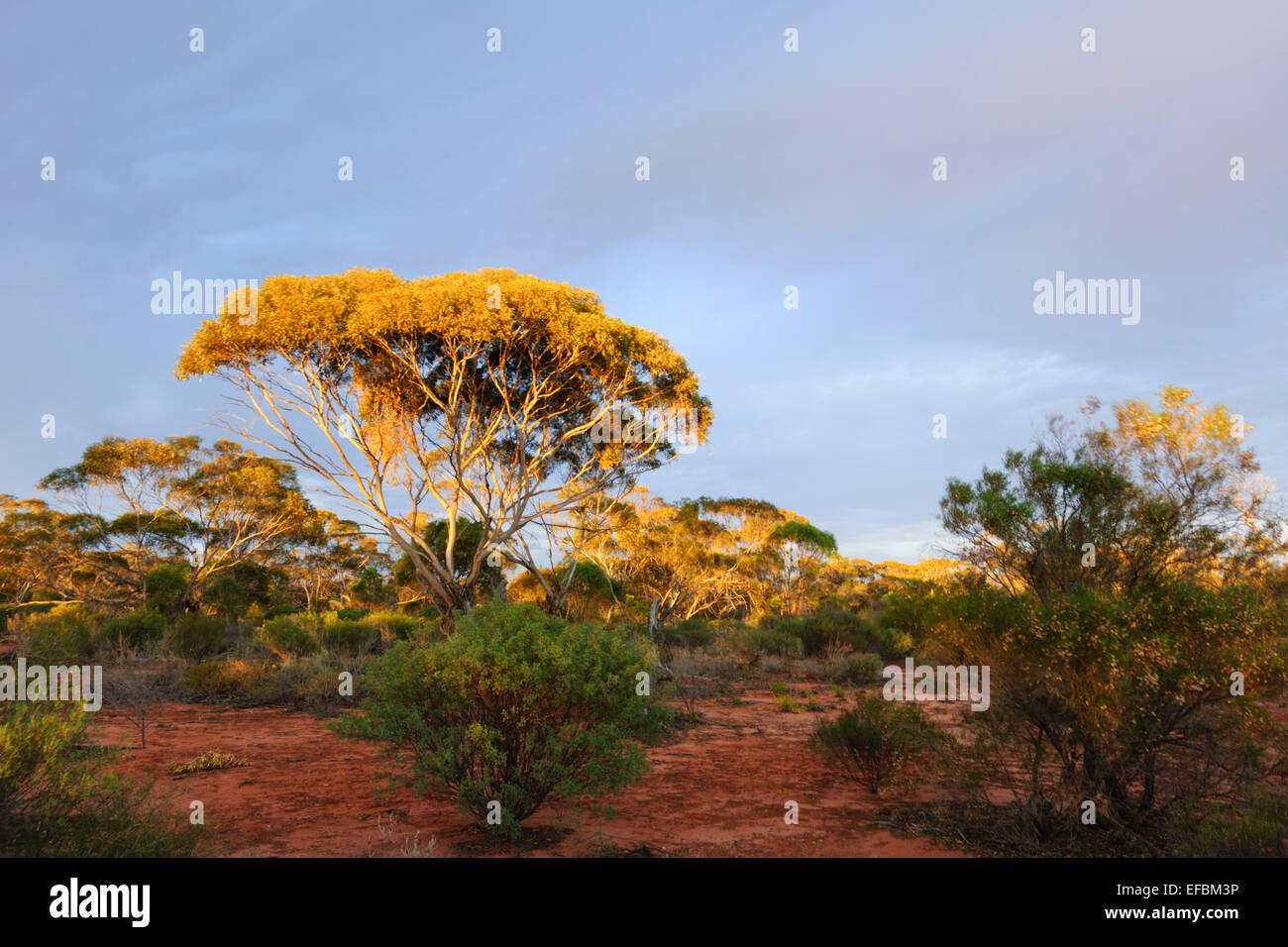 Mallee hi-res stock photography and images - Alamy