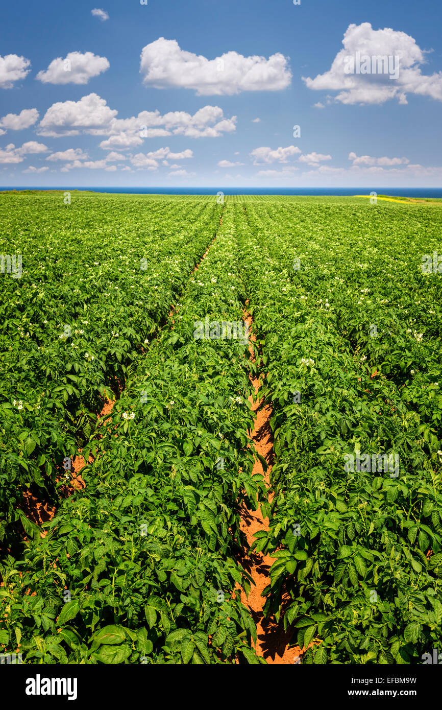 Rows of potato plants growing in large farm field at Prince Edward ...