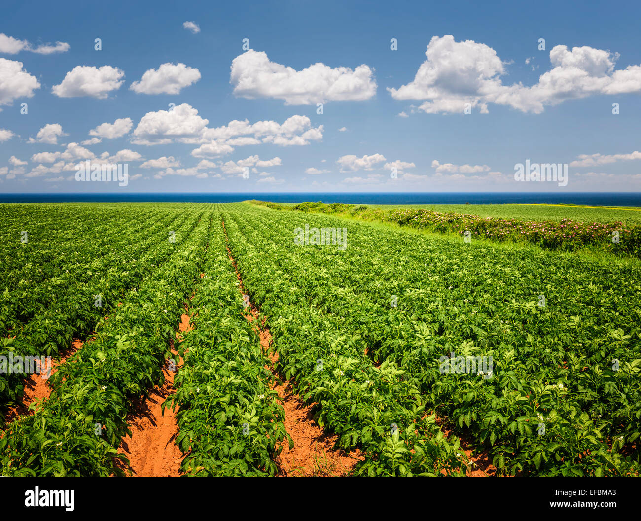 Rows of potato plants growing in large farm field at Prince Edward ...