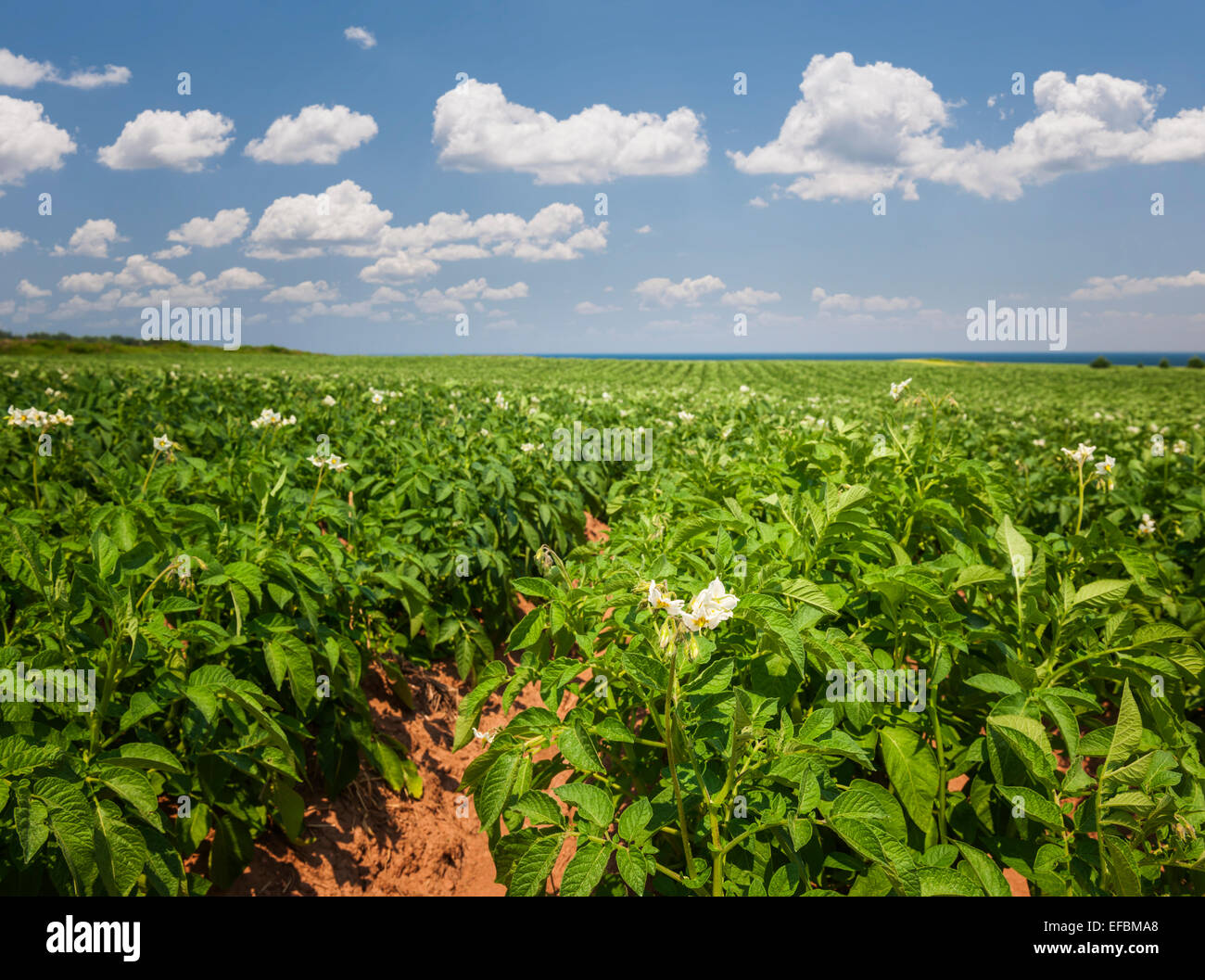 Potato field canada hi-res stock photography and images - Alamy