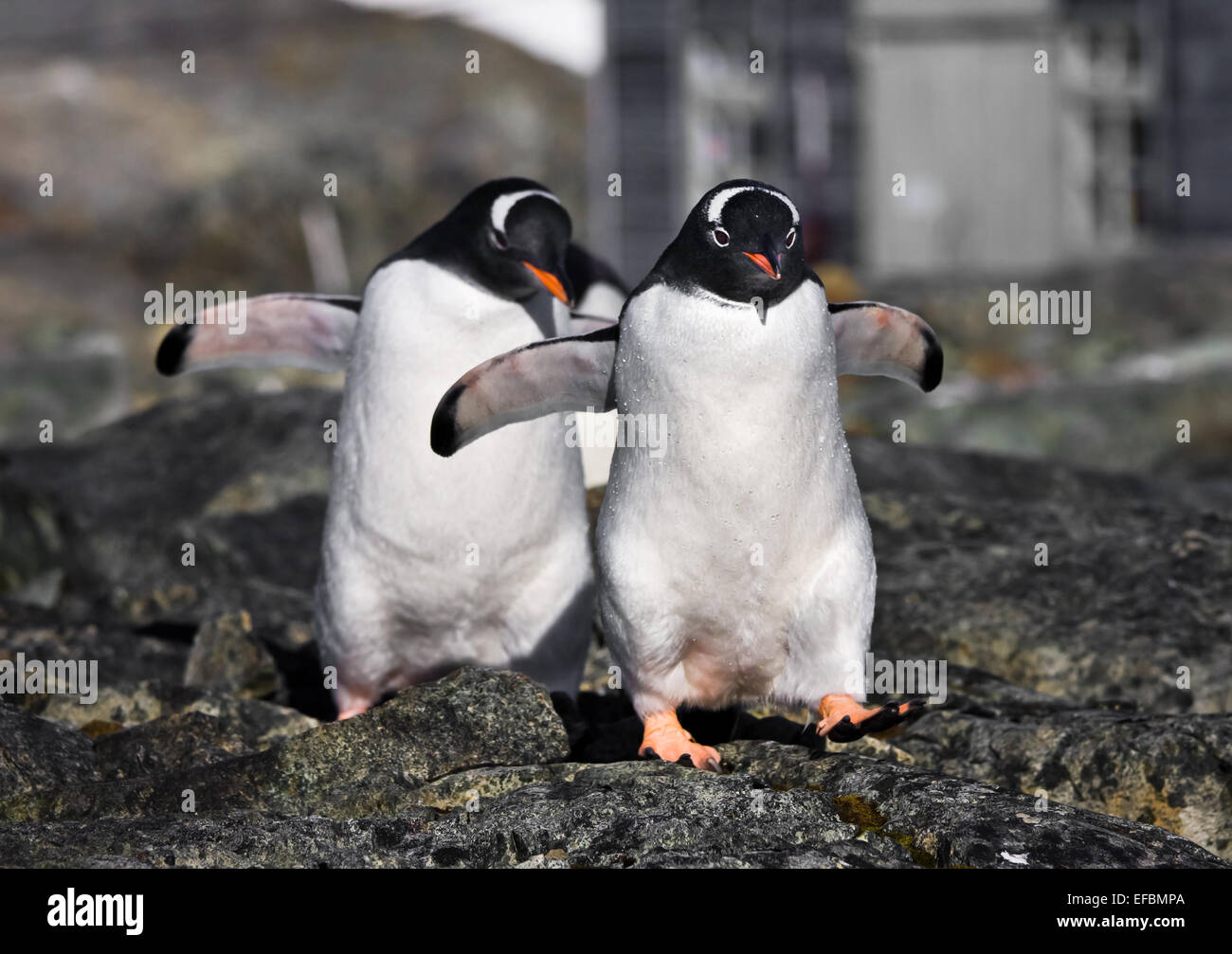 penguins in Antarctica Stock Photo - Alamy