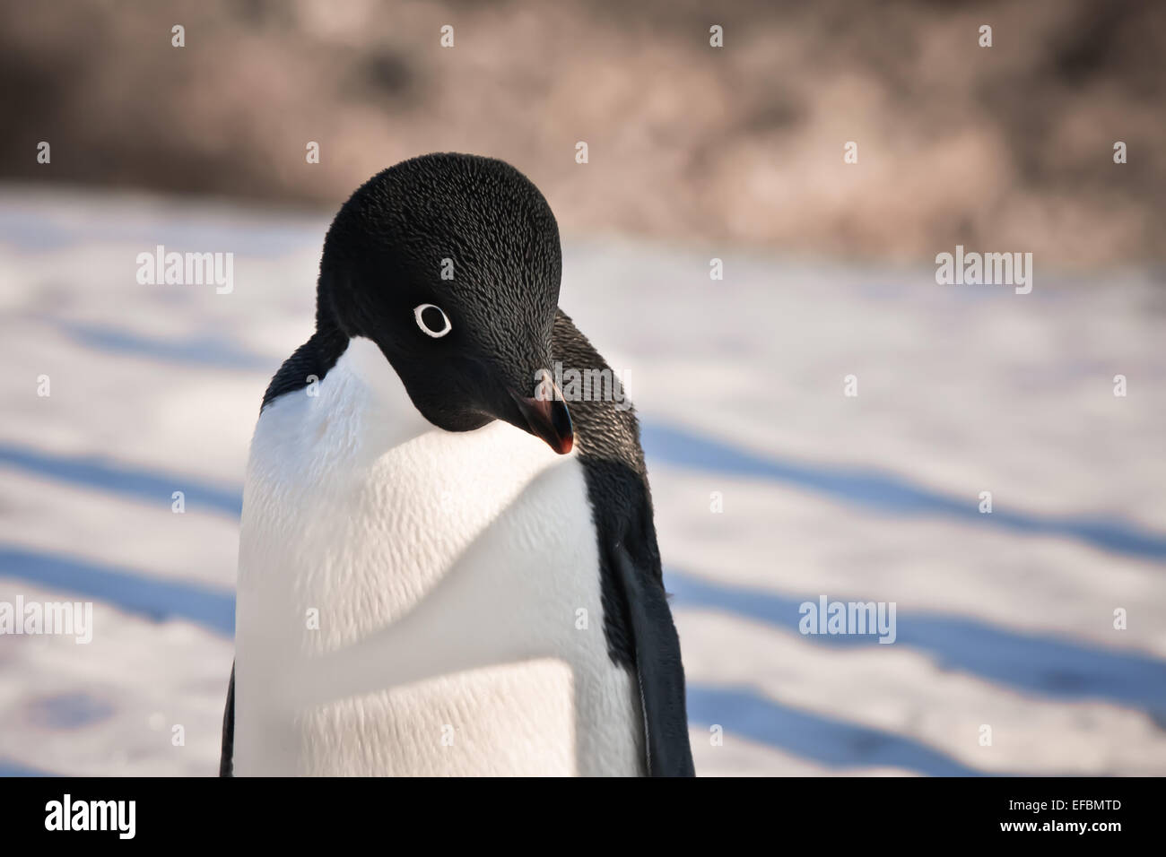 black and white penguin Stock Photo - Alamy