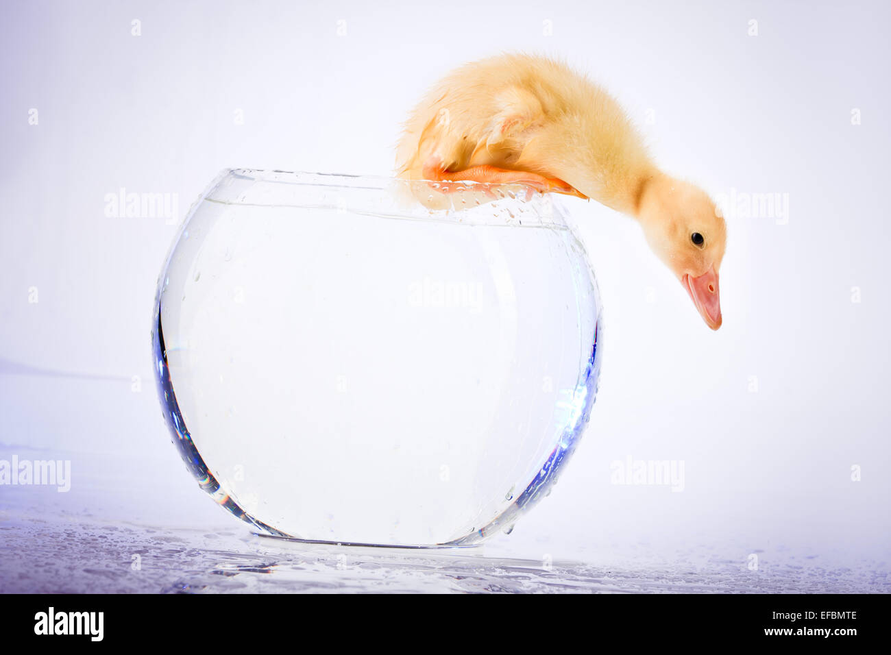 Water duckling to jump hi-res stock photography and images - Alamy