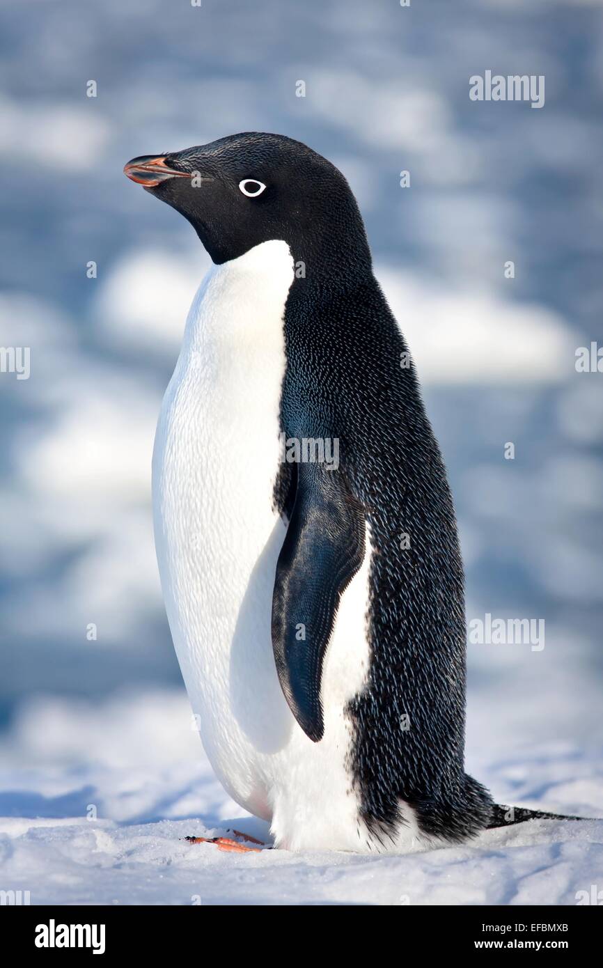 black and white penguin Stock Photo - Alamy