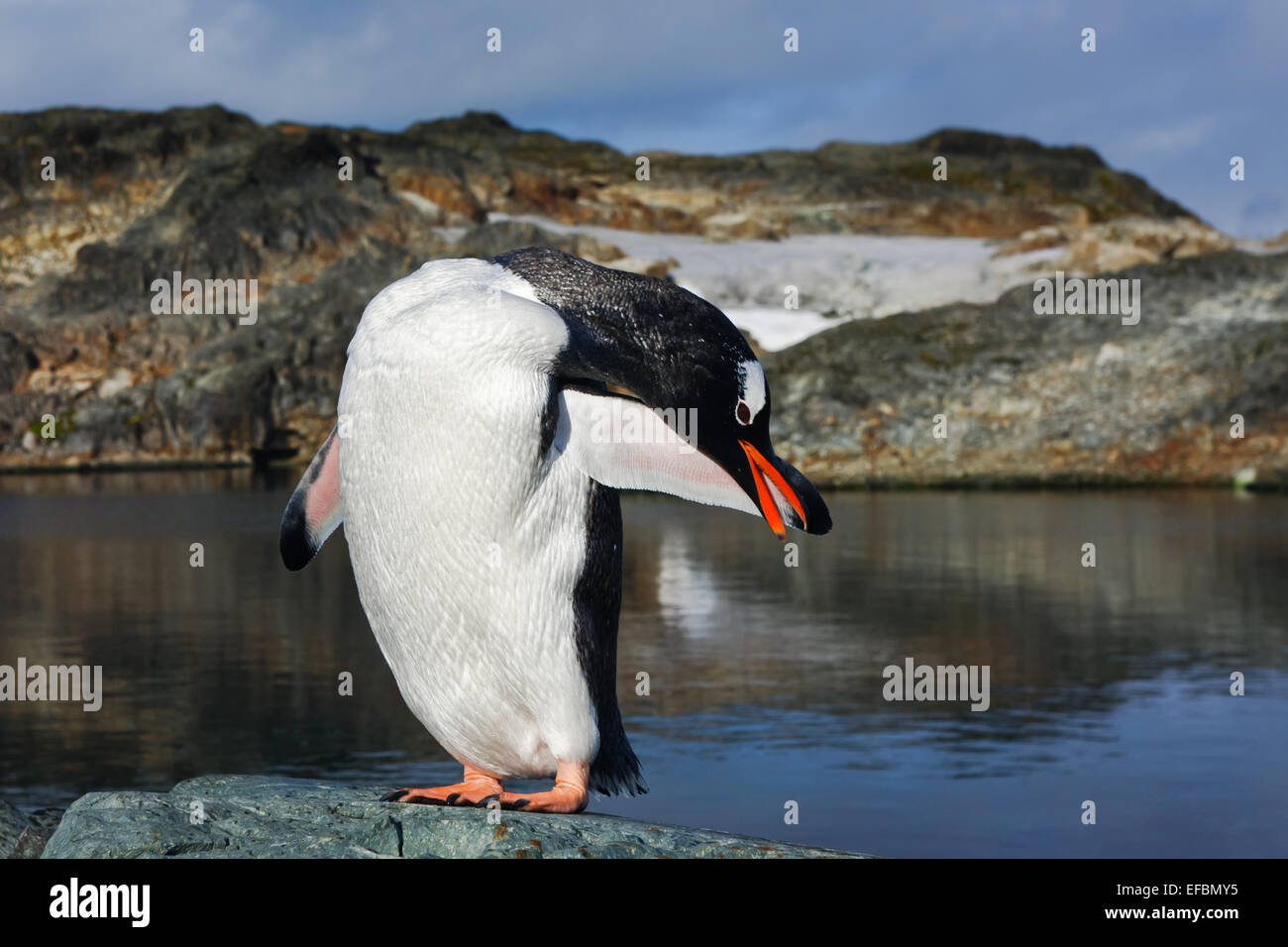 penguin on the rocks Stock Photo - Alamy