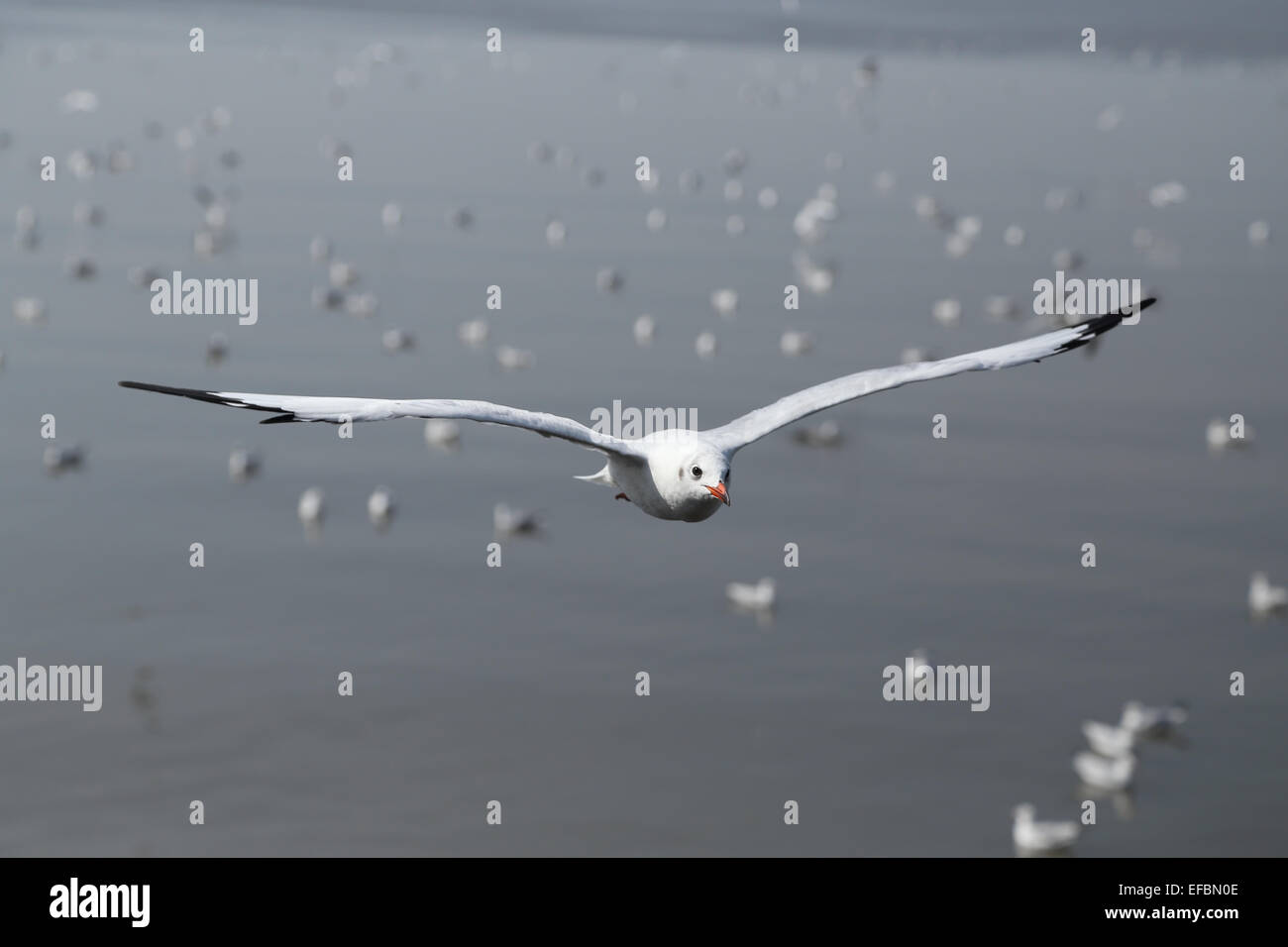 Seagull flying at Bang Pu beach, Thailand Stock Photo - Alamy