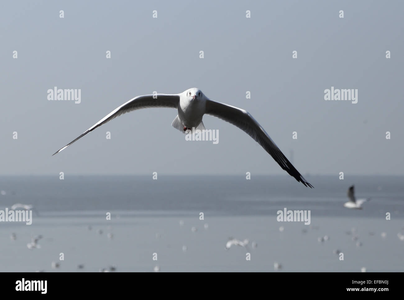 Seagull flying under the sky at Bang Pu beach, Thailand Stock Photo - Alamy
