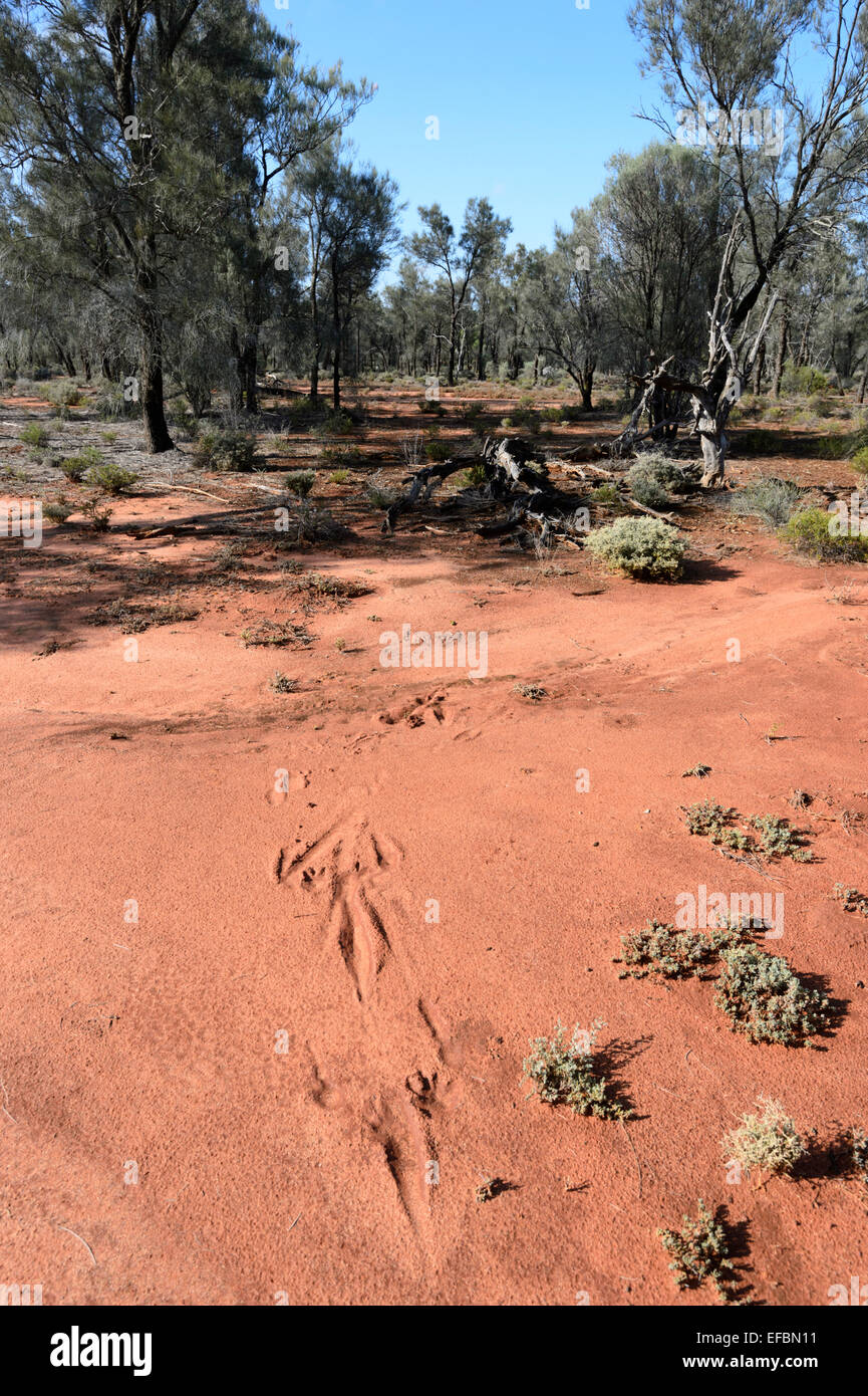 Emu Tracks, Gluepot, South Australia Stock Photo - Alamy