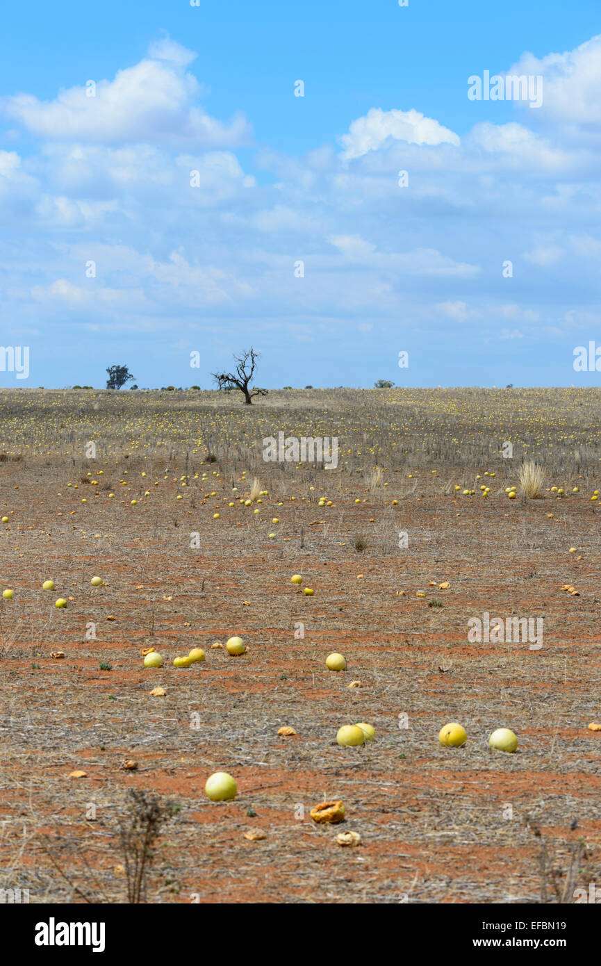 Wild Paddy Melons (Cucumis myriocarpus), South Australia Stock Photo ...