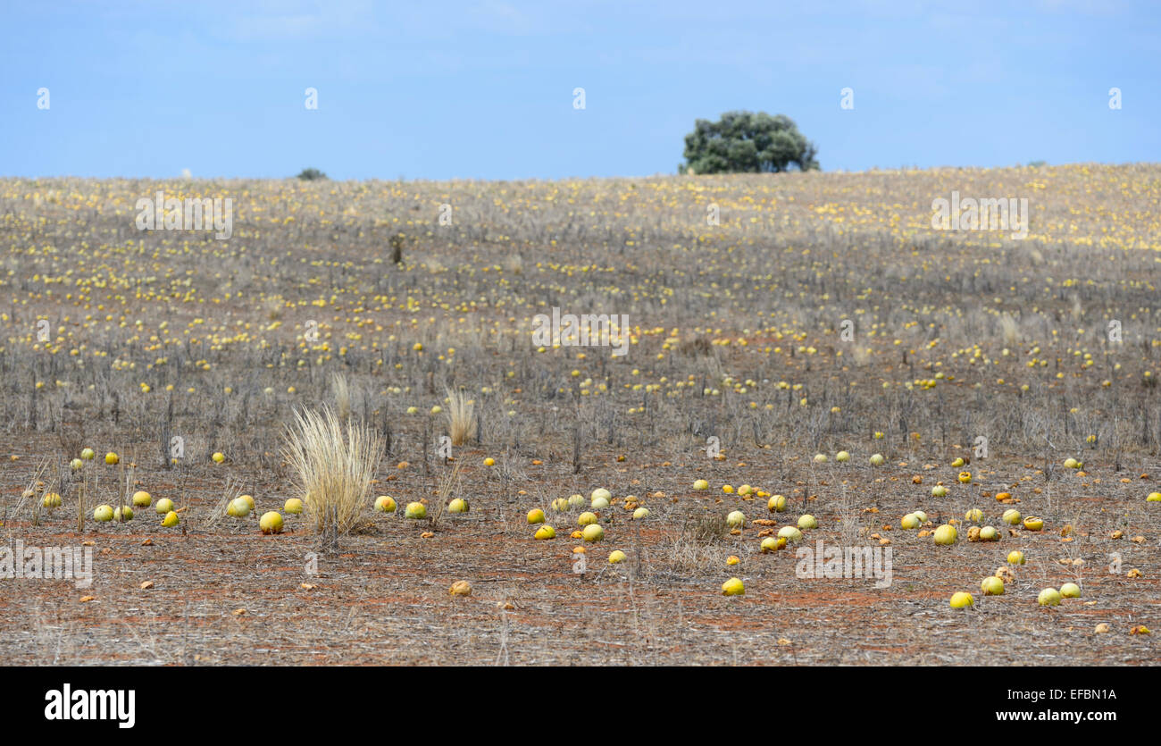 Australian wild melon hi-res stock photography and images - Alamy