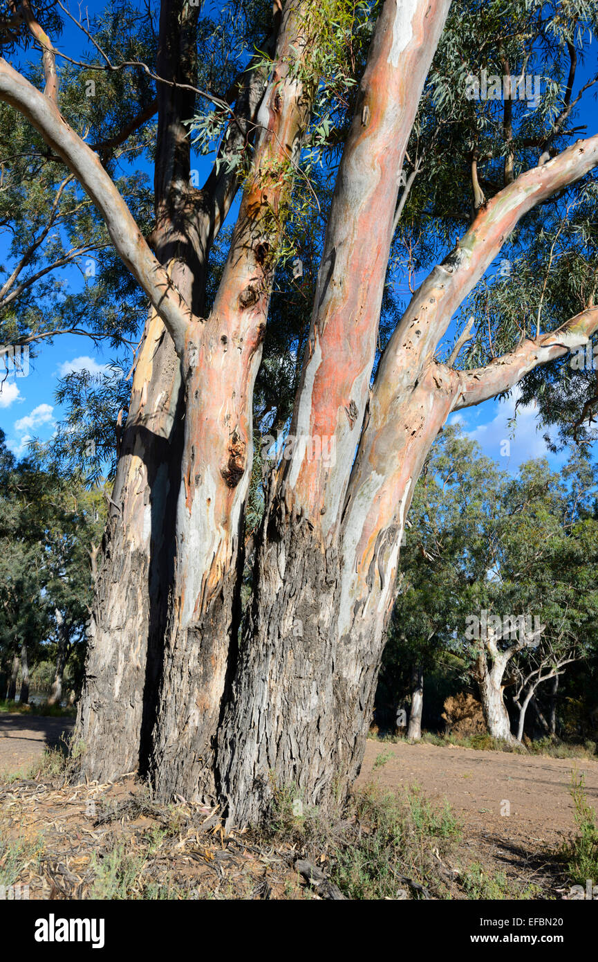 Red gum trees victoria hi-res stock photography and images - Alamy