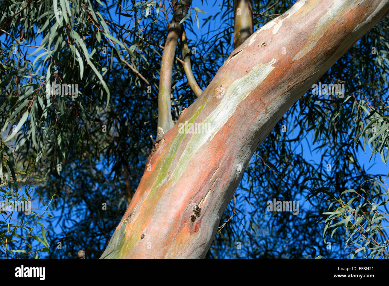 River red gum bark hi-res stock photography and images - Alamy