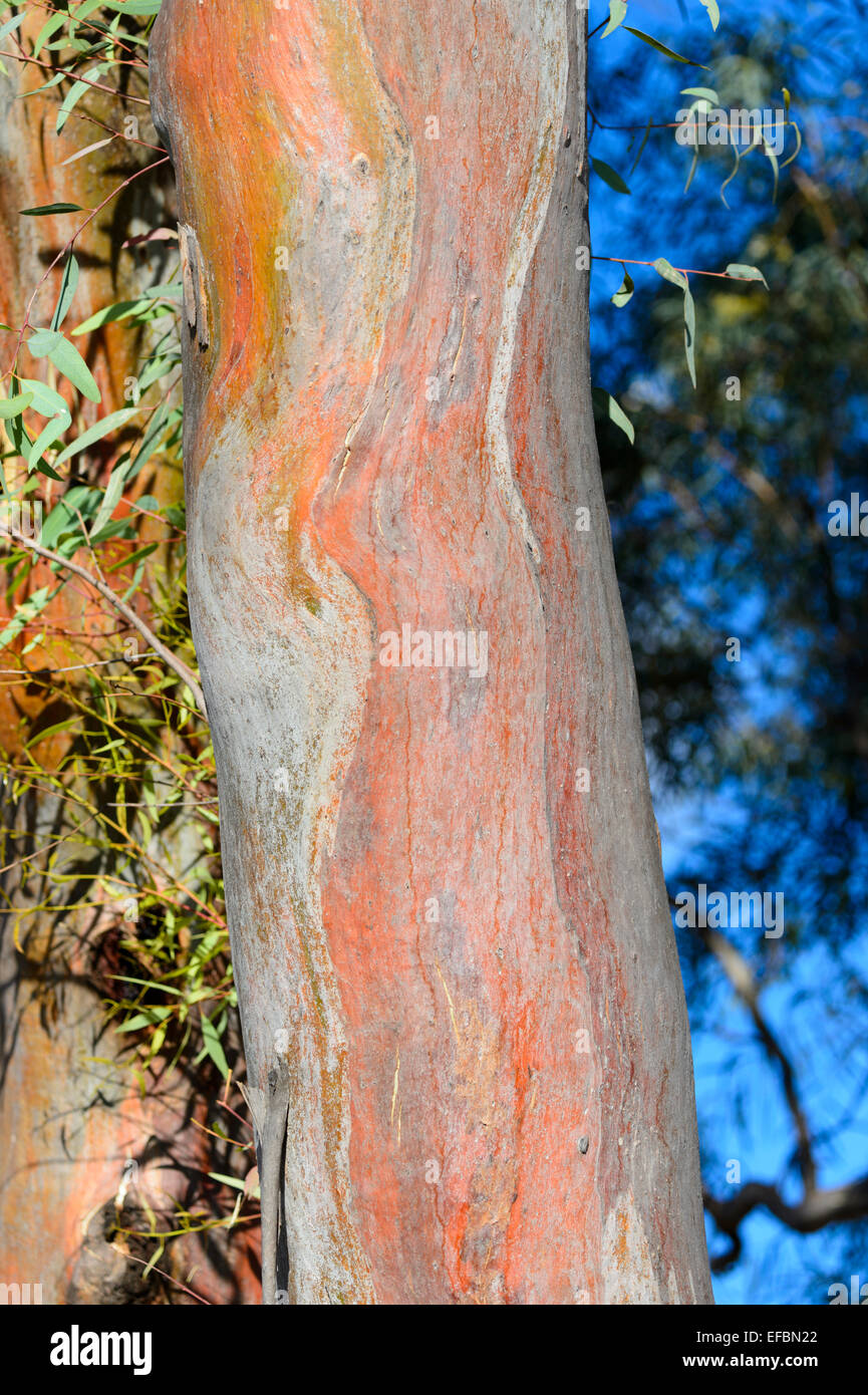 River Red Gums, Hattah Kulkyne National Park, Victoria, VIC, Australia ...