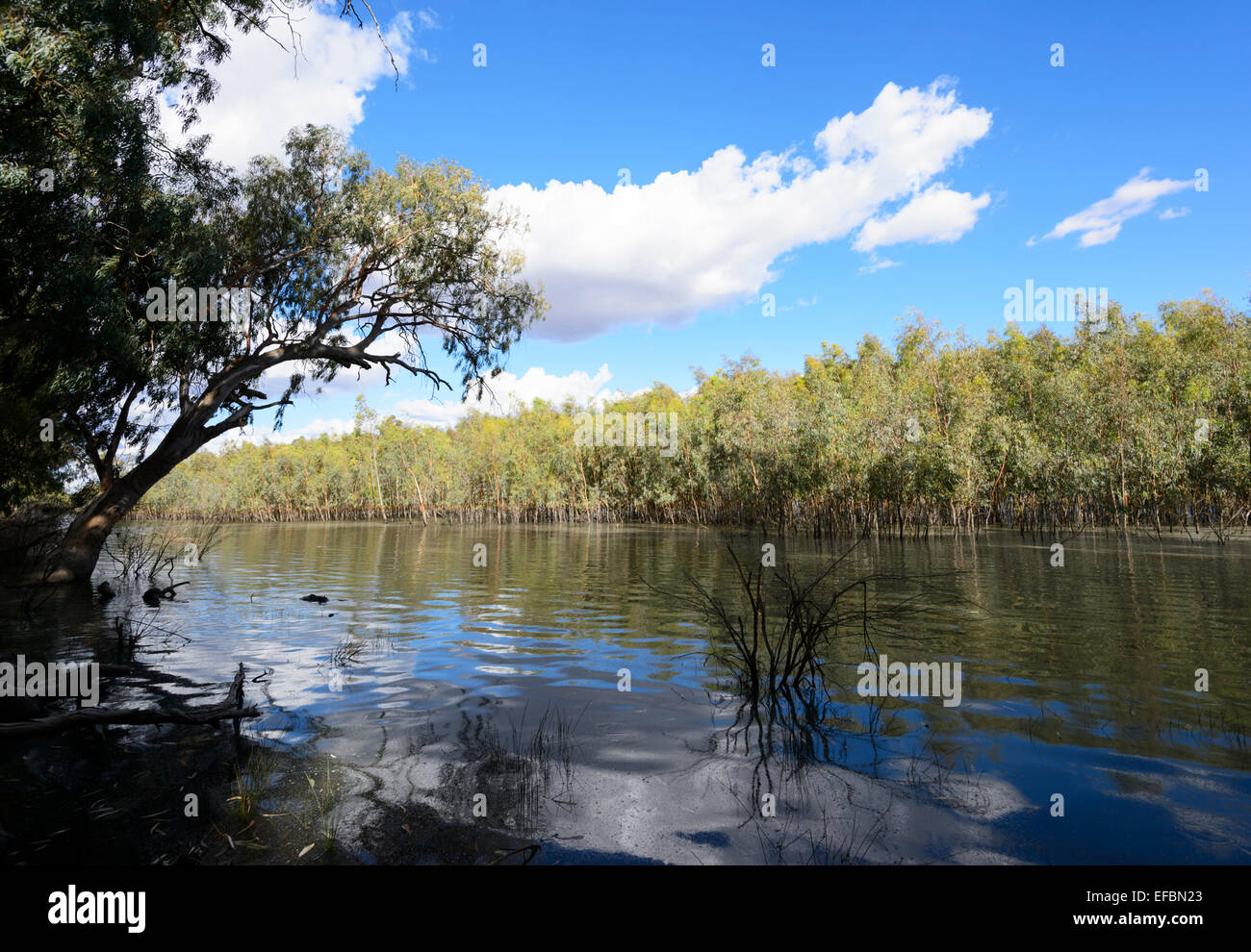 Victoria australia landscape trees hi-res stock photography and images ...