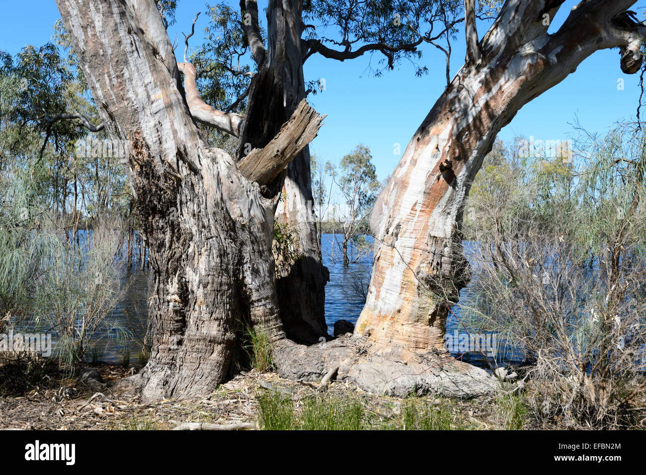 Big gums hi-res stock photography and images - Alamy