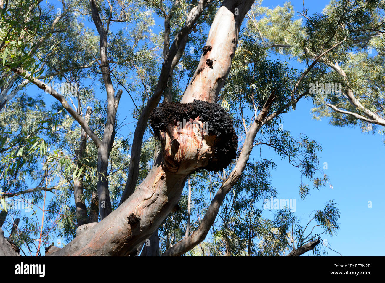 Gumtree Gall, Hattah Kulkyne National Park, Victoria, VIC, Australia ...