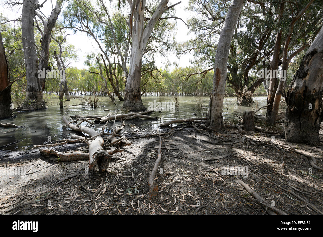 Shed and dead tree hi-res stock photography and images - Alamy