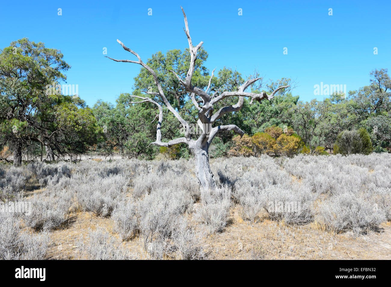 Saltbush bluebush kulkyne national park hi-res stock photography and ...