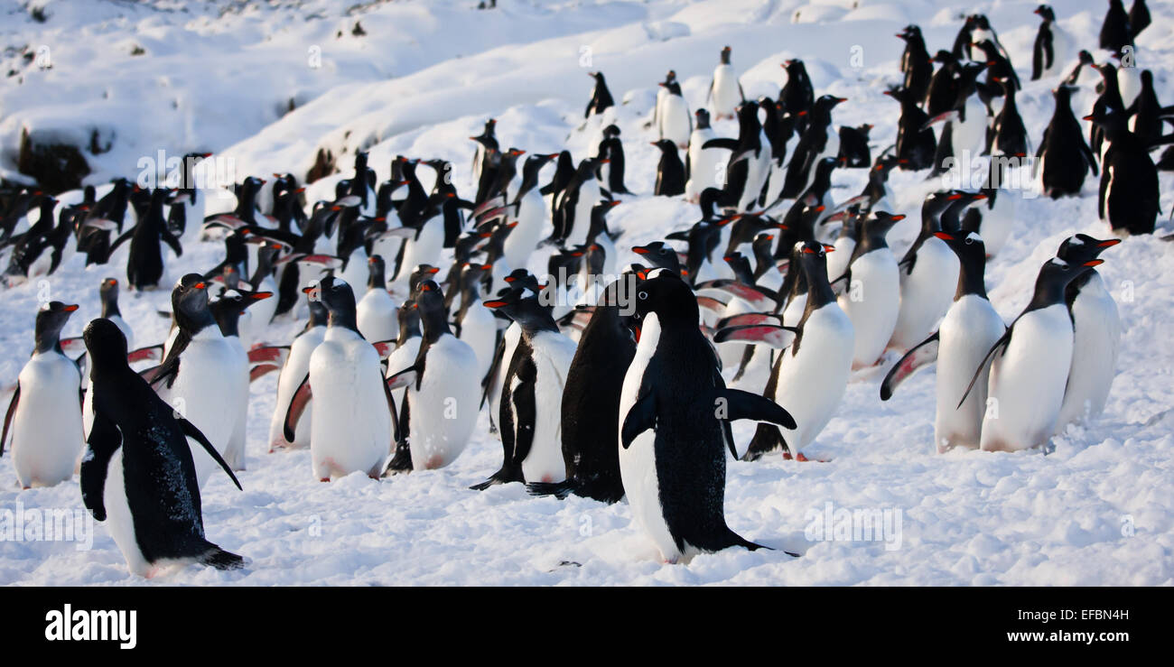a large group of penguins Stock Photo - Alamy