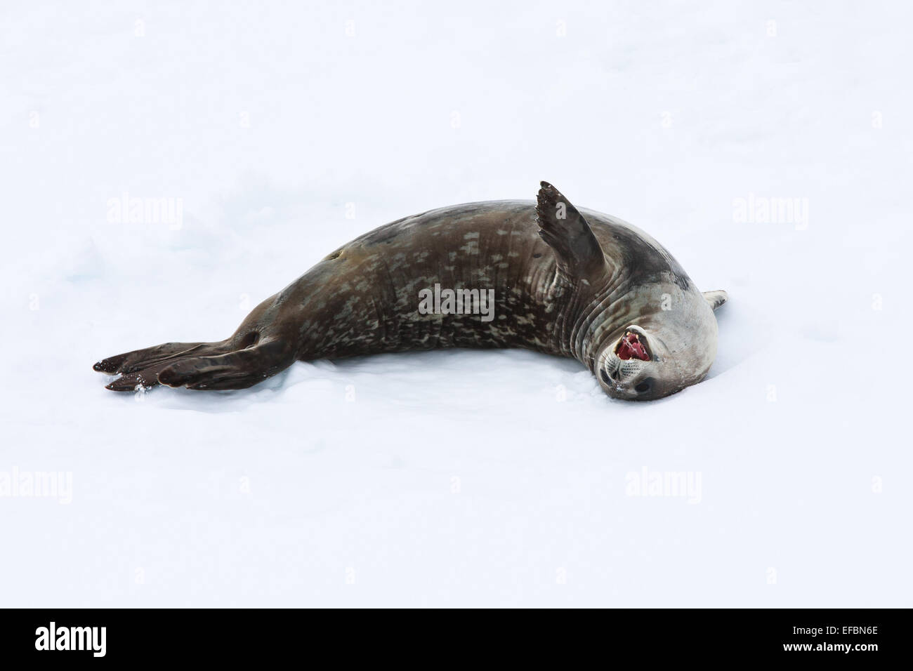 Seal rests hi-res stock photography and images - Alamy