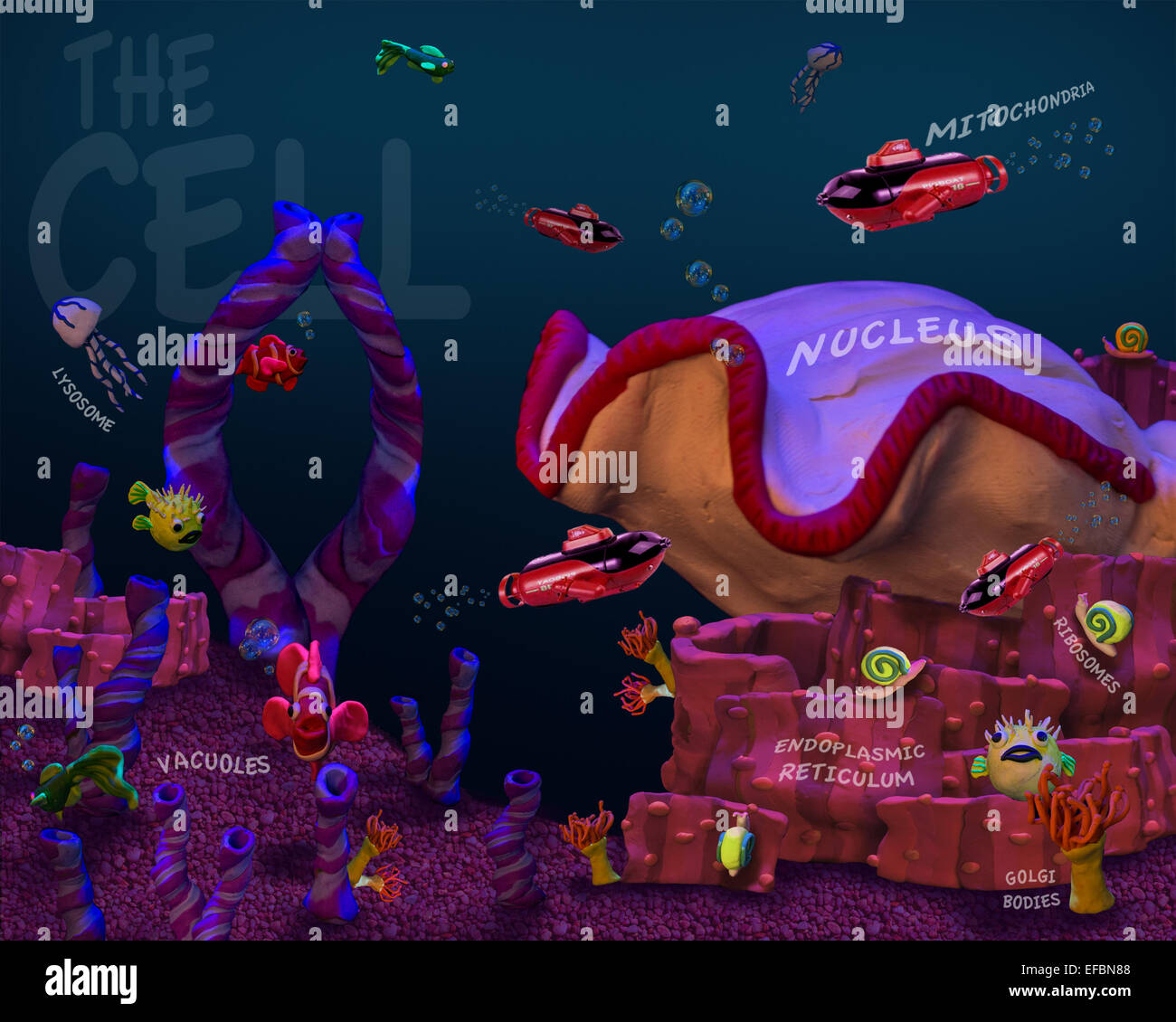 Cell anatomy hi-res stock photography and images - Alamy