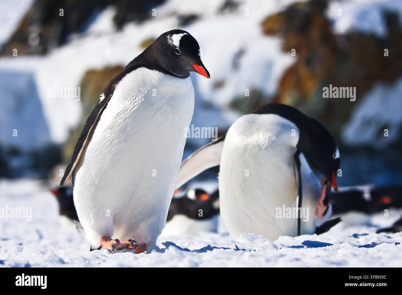 Two penguins in Antarctica Stock Photo - Alamy